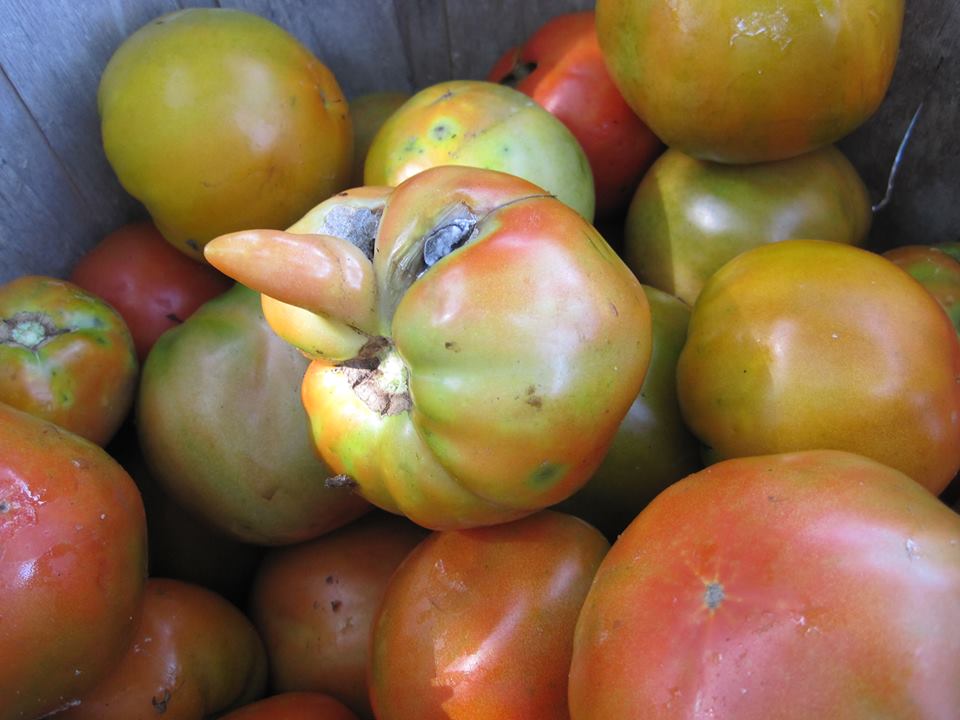 funny tomatoes – The Barefoot Farmer