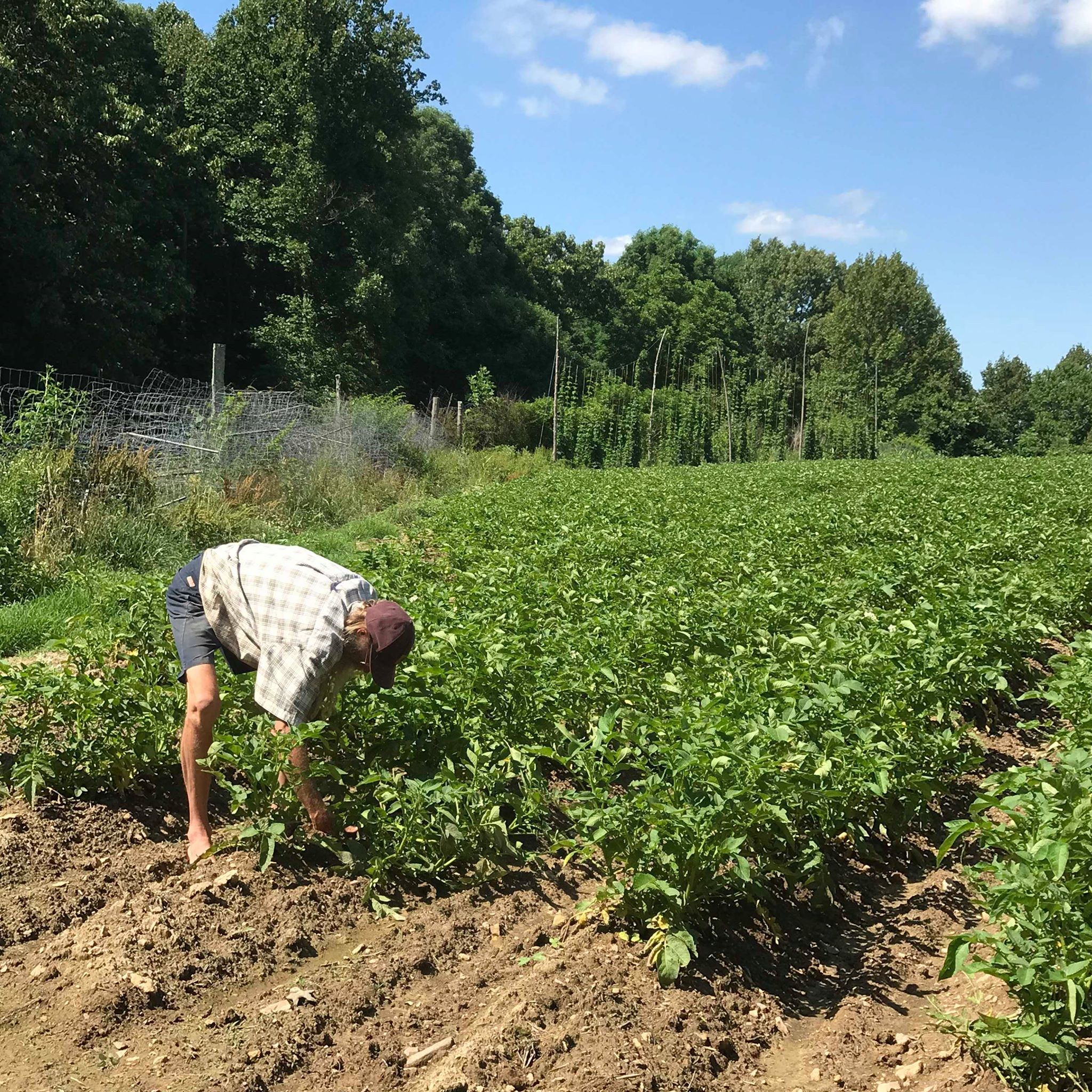 Growing Potatoes – Barefoot Farmer